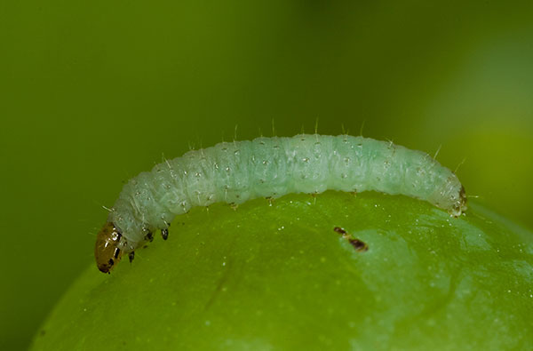 European Grapevine Moth